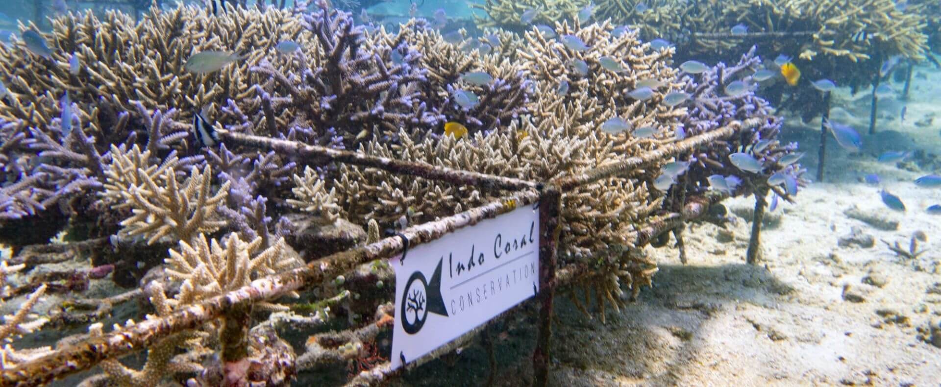 Coral Farming - Indo Coral Conservation